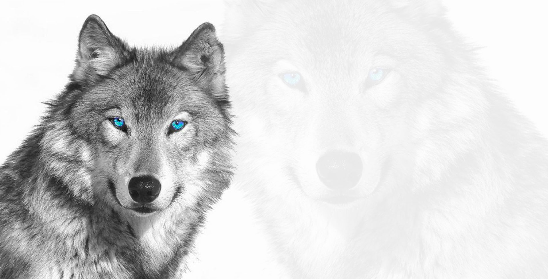 WOLF and GLORY | Creativity Can’t Be Tamed.